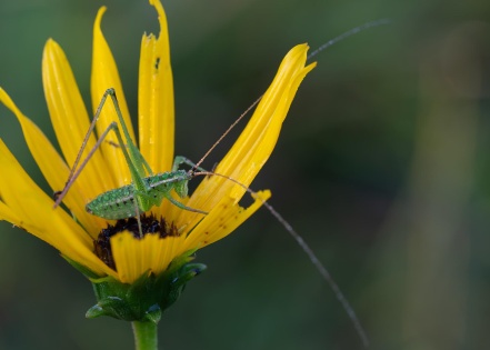 Arboretum’s Bugfest 2025 kicks off with photo contest | starherald.net ...