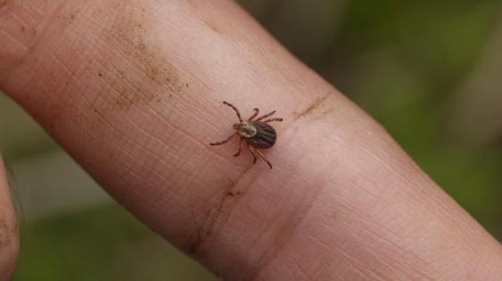 How to Prevent Tick Bites | starherald.net • The Star-Herald ...