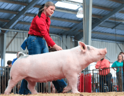 Different Types of Show Pigs | starherald.net • The Star-Herald ...