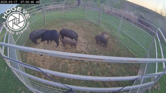 Ag Commissioner Andy Gipson Announces May 2025 Wild Hog Control Program ...