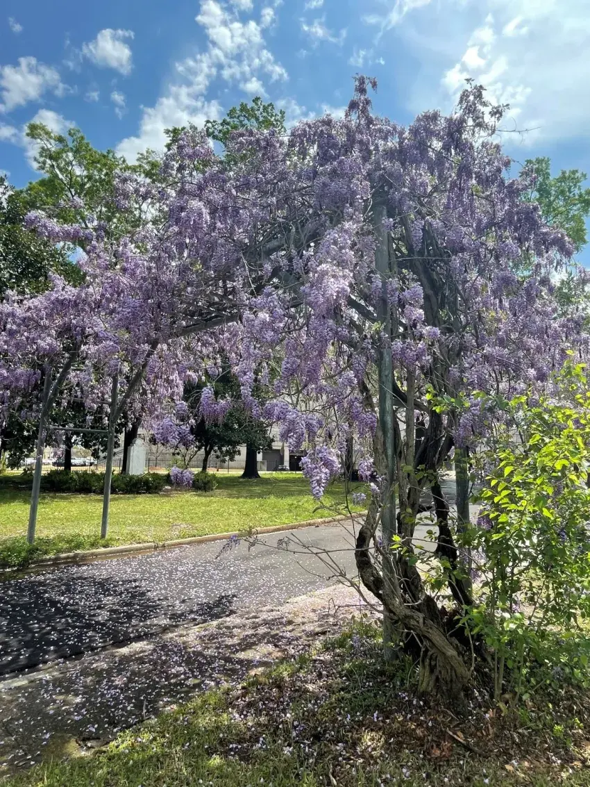 Ornate plants | starherald.net • The Star-Herald • Kosciusko, Mississippi
